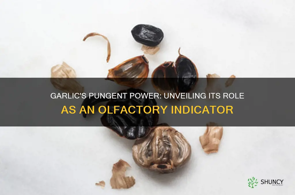 Garlic's Pungent Power: Unveiling Its Role As An Olfactory Indicator ...