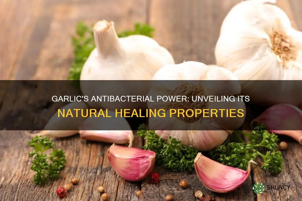 Garlic's Antibacterial Power: Unveiling Its Natural Healing Properties ...