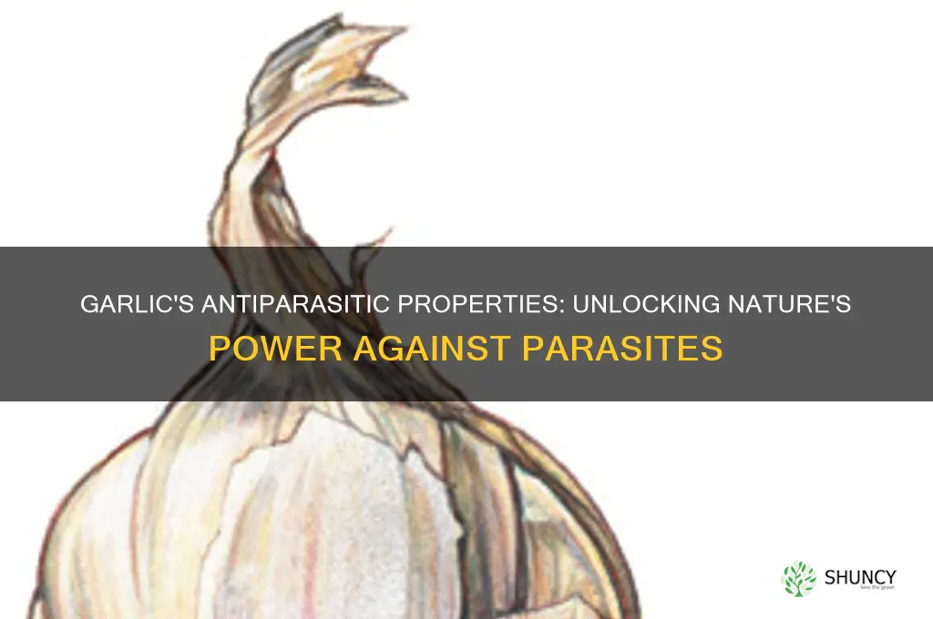 Garlic's Antiparasitic Properties: Unlocking Nature's Power Against ...