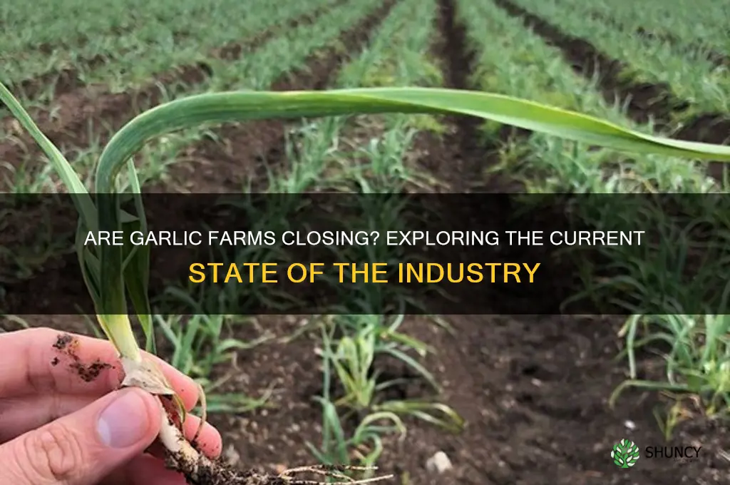 Are Garlic Farms Closing? Exploring The Current State Of The Industry ...