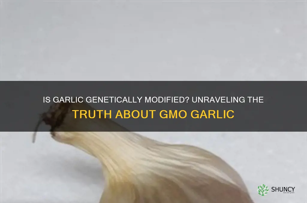 Is Garlic Genetically Modified? Unraveling The Truth About Gmo Garlic ...