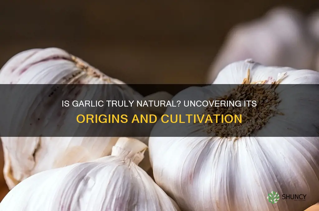 Is Garlic Truly Natural? Uncovering Its Origins And Cultivation | ShunCy