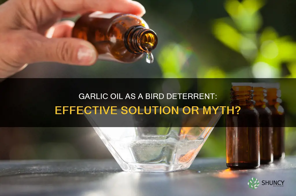 Garlic Oil As A Bird Deterrent: Effective Solution Or Myth? | ShunCy