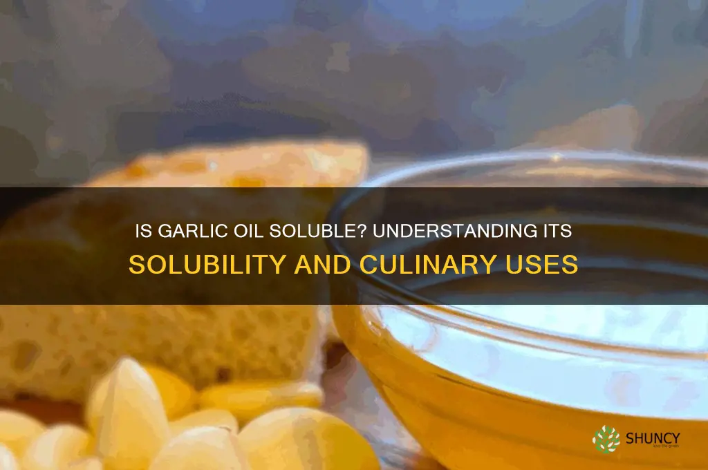Is Garlic Oil Soluble? Understanding Its Solubility And Culinary Uses ...