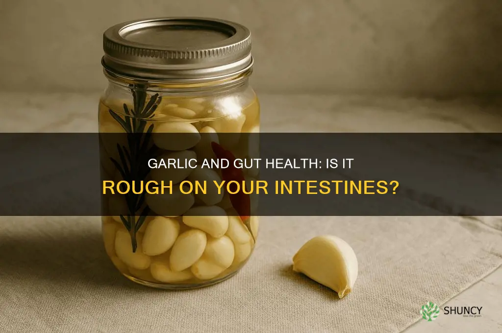 Garlic And Gut Health: Is It Rough On Your Intestines? | ShunCy