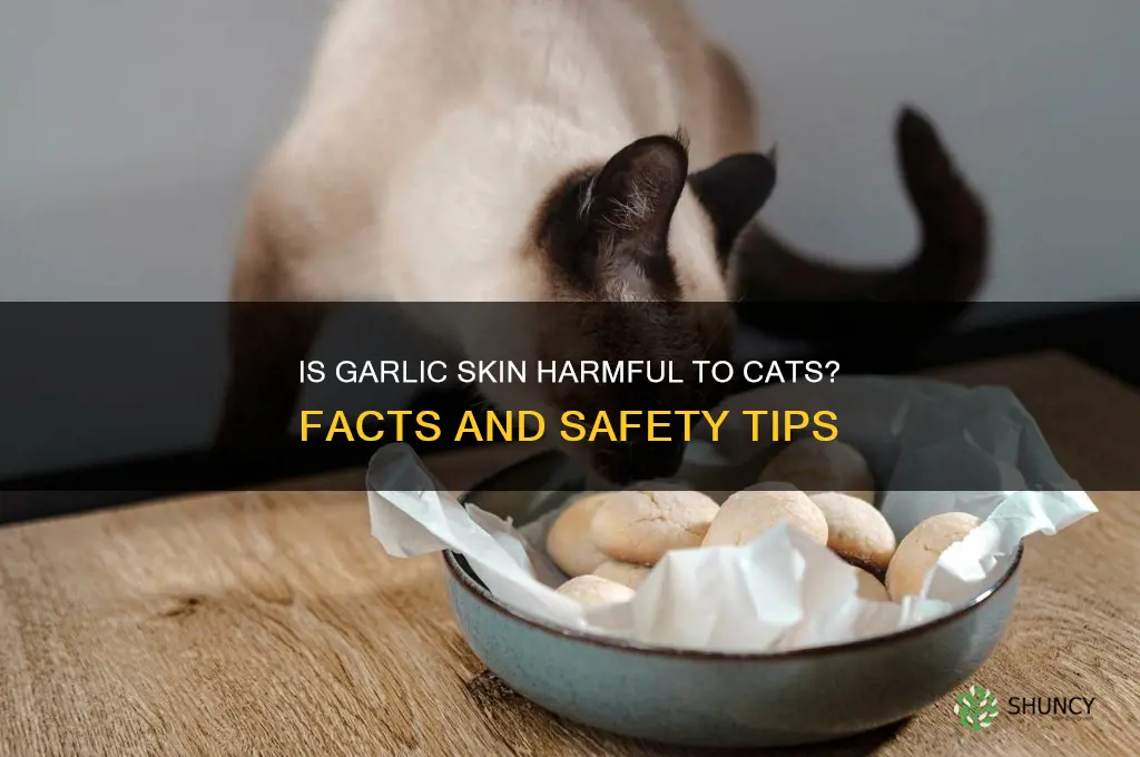 Is Garlic Skin Harmful To Cats? Facts And Safety Tips | ShunCy