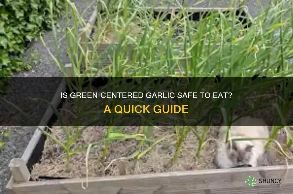 Is Green-Centered Garlic Safe To Eat? A Quick Guide | ShunCy