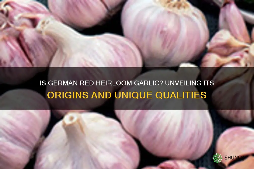 Is German Red Heirloom Garlic? Unveiling Its Origins And Unique ...