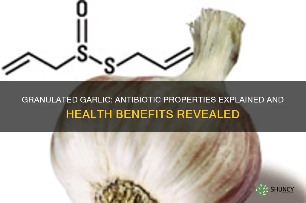 Granulated Garlic: Antibiotic Properties Explained And Health Benefits ...