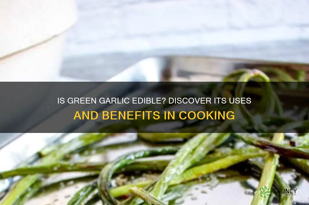 Is Green Garlic Edible? Discover Its Uses And Benefits In Cooking | ShunCy