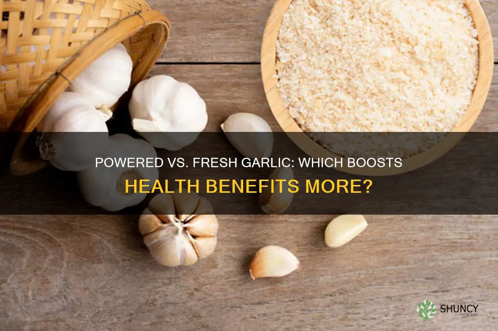 Powered Vs. Fresh Garlic: Which Boosts Health Benefits More? | ShunCy