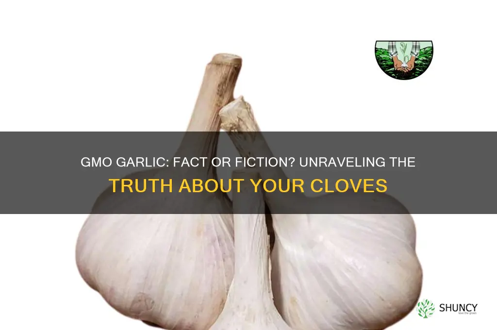 Gmo Garlic: Fact Or Fiction? Unraveling The Truth About Your Cloves ...