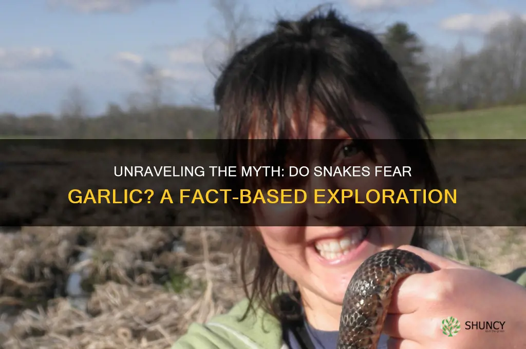 Unraveling The Myth: Do Snakes Fear Garlic? A Fact-Based Exploration ...