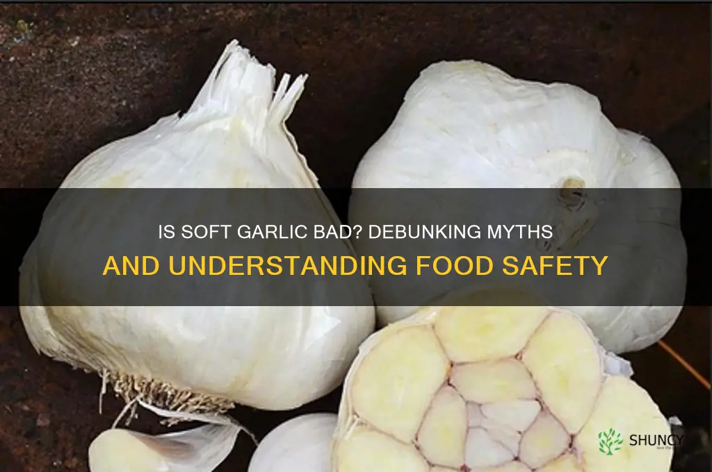 Is Soft Garlic Bad? Debunking Myths And Understanding Food Safety | ShunCy