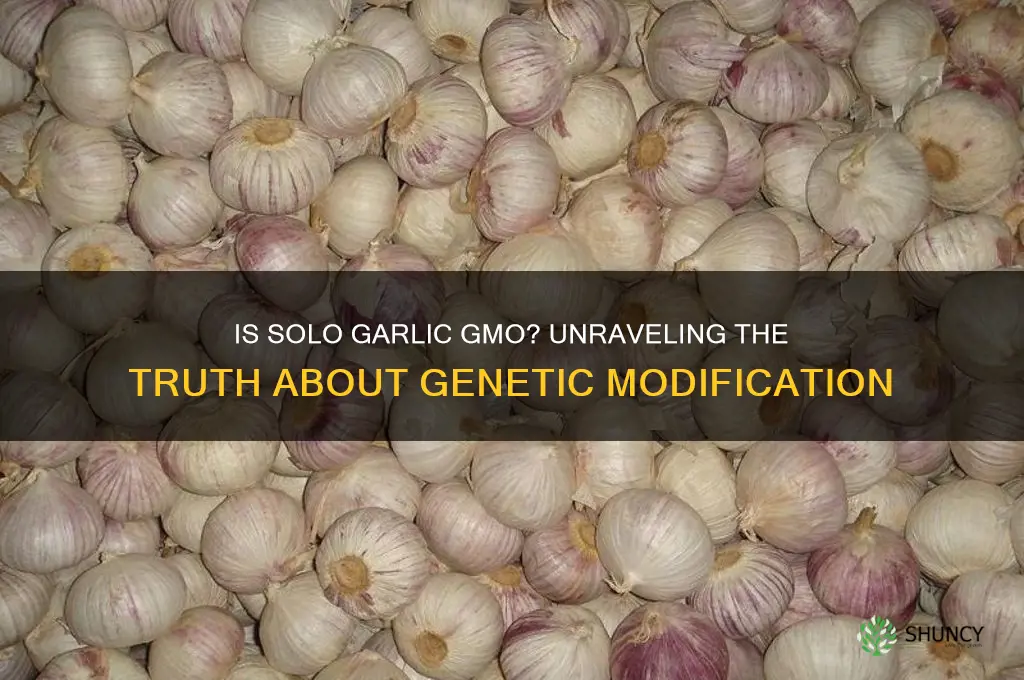 Is Solo Garlic Gmo? Unraveling The Truth About Genetic Modification ...