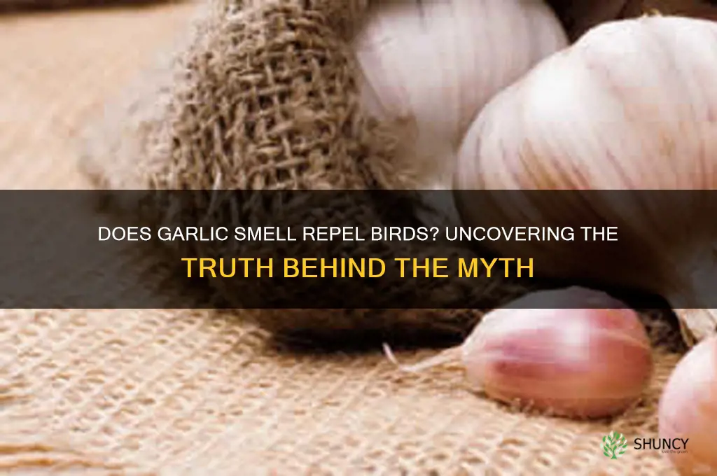 Does Garlic Smell Repel Birds? Uncovering The Truth Behind The Myth ...