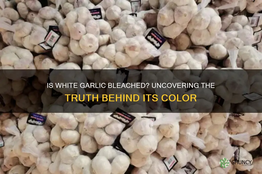 Is White Garlic Bleached? Uncovering The Truth Behind Its Color | ShunCy
