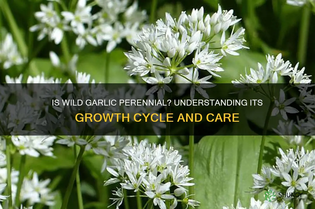 Is Wild Garlic Perennial? Understanding Its Growth Cycle And Care | ShunCy