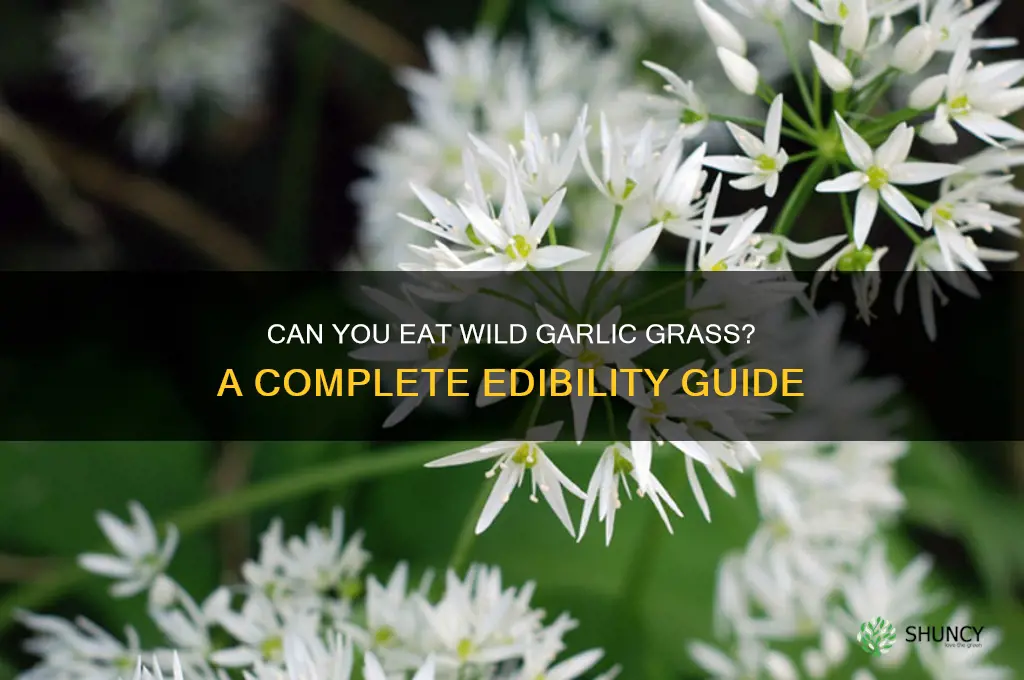Can You Eat Wild Garlic Grass? A Complete Edibility Guide | ShunCy