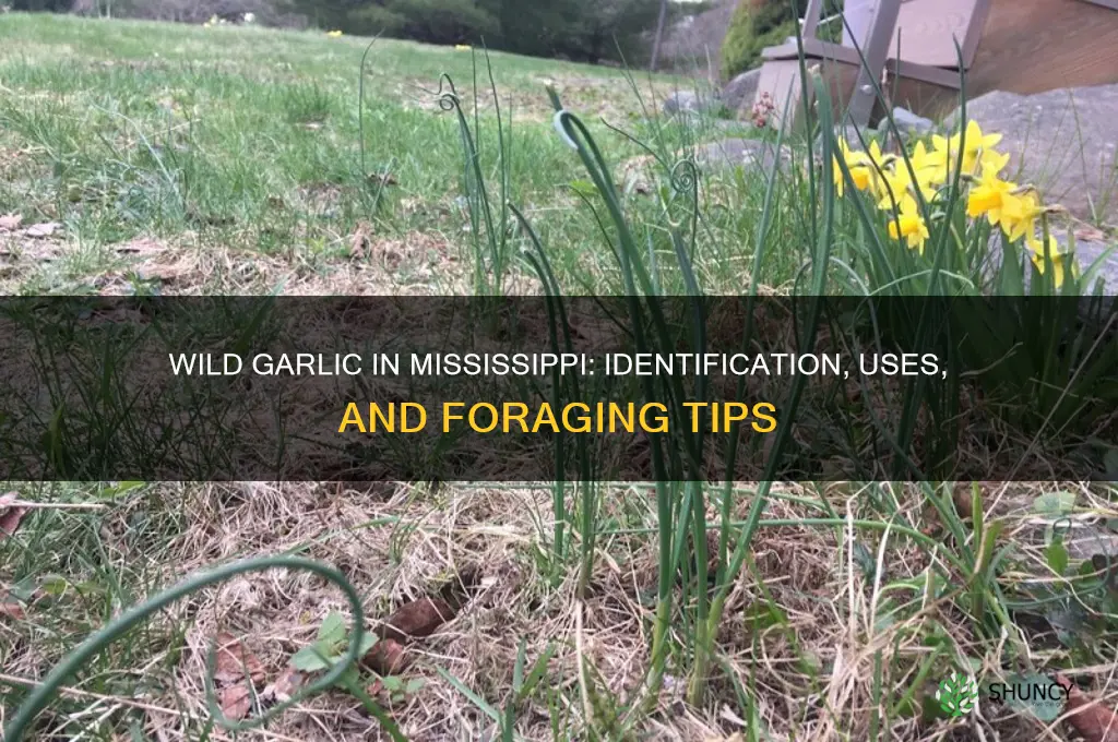 Wild Garlic In Mississippi: Identification, Uses, And Foraging Tips ...