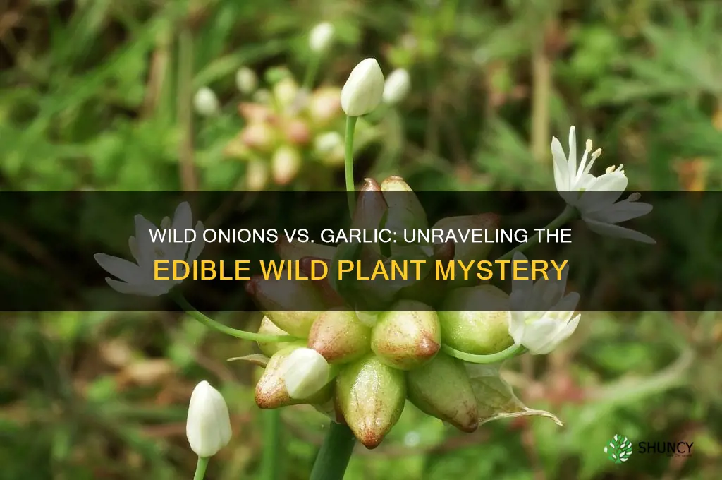 Wild Onions Vs. Garlic: Unraveling The Edible Wild Plant Mystery | ShunCy