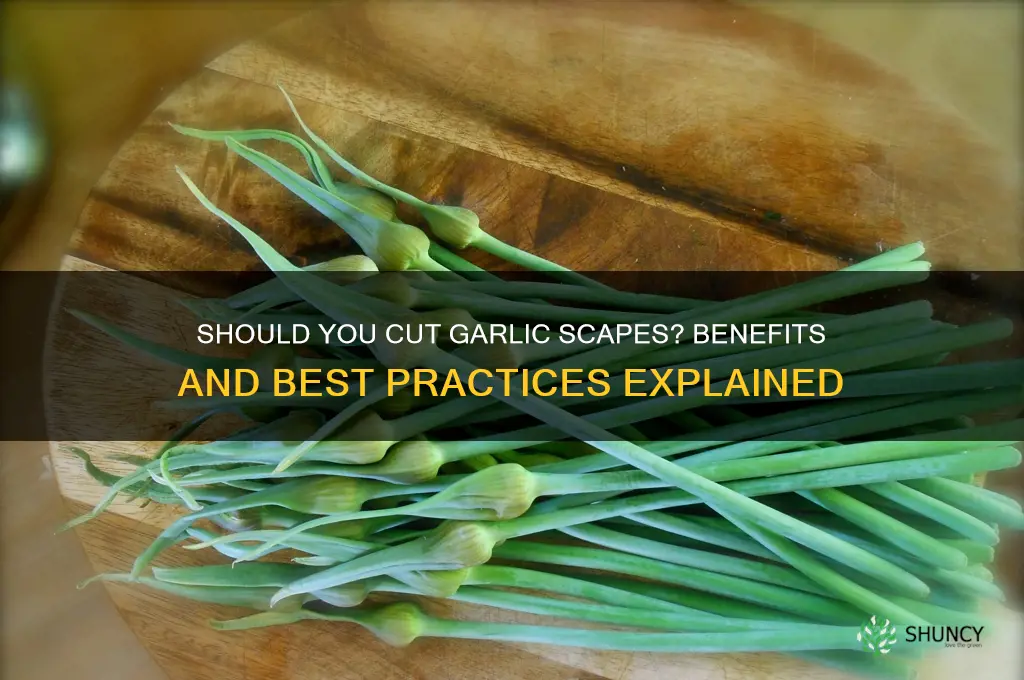Should You Cut Garlic Scapes? Benefits And Best Practices Explained ...