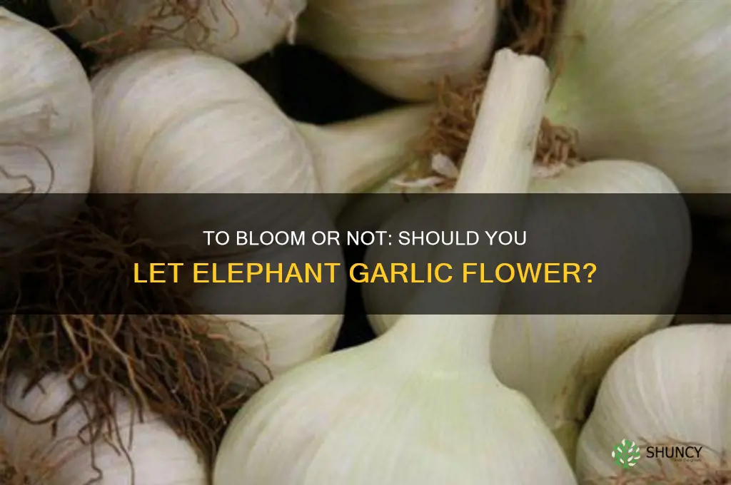 To Bloom Or Not: Should You Let Elephant Garlic Flower? | ShunCy