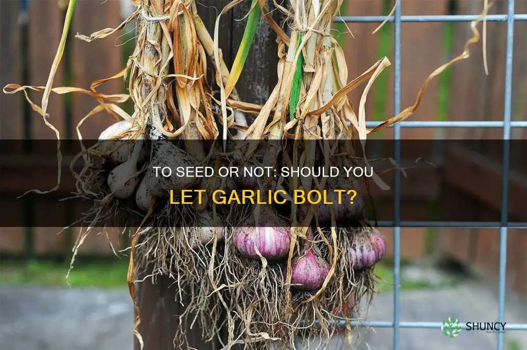 To Seed Or Not: Should You Let Garlic Bolt? | ShunCy