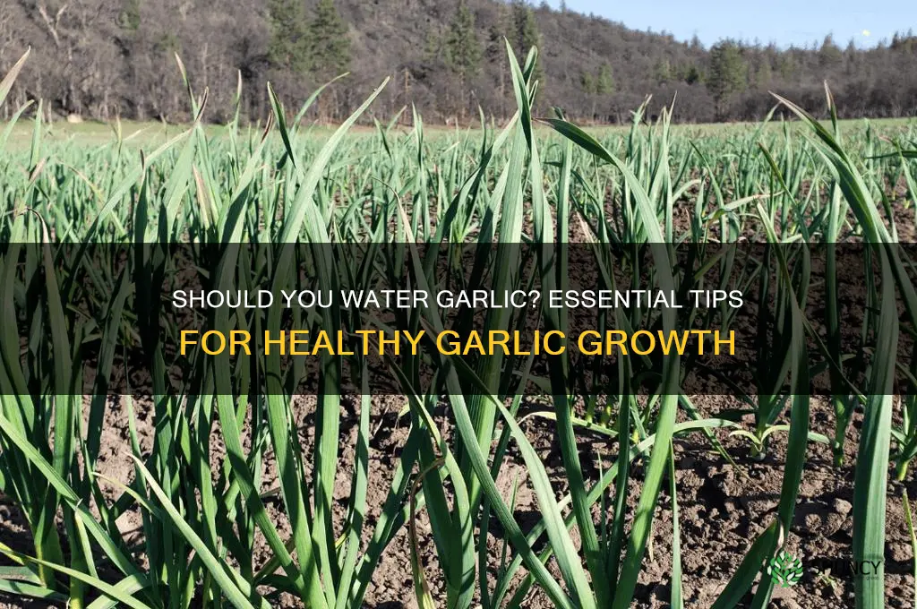 Should You Water Garlic? Essential Tips For Healthy Garlic Growth | ShunCy