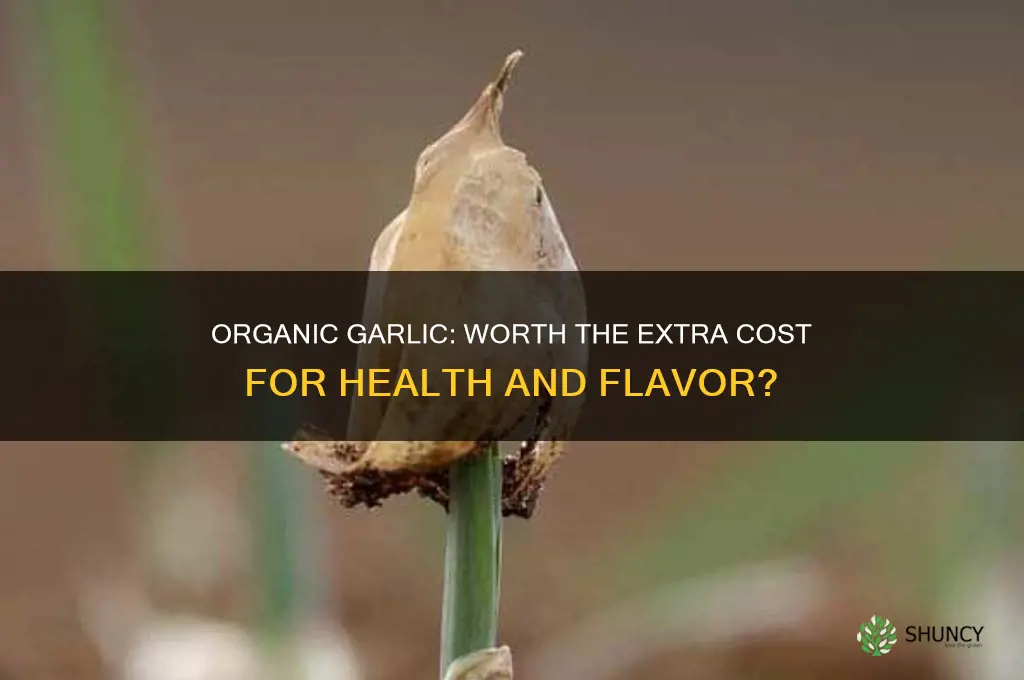 Organic Garlic: Worth The Extra Cost For Health And Flavor? | ShunCy