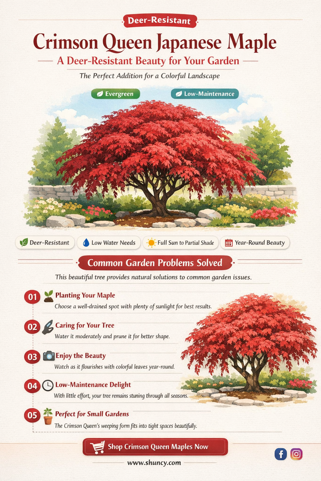 Crimson Queen Japanese Maple: A Deer-Resistant Beauty For Your Garden ...