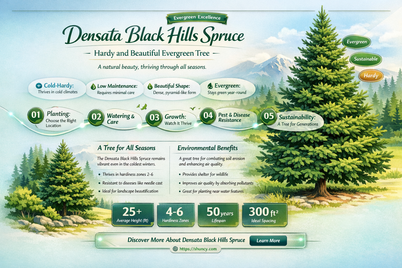 Densata Black Hills Spruce: Hardy And Beautiful Evergreen Tree | ShunCy