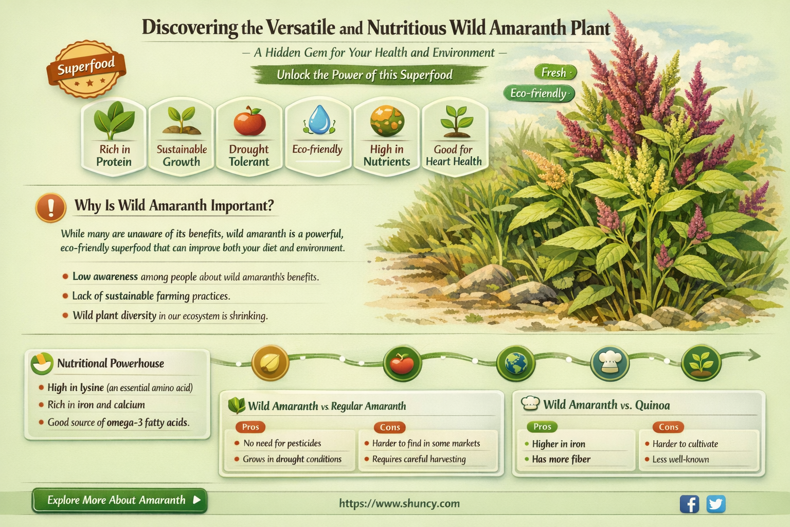 Discovering The Versatile And Nutritious Wild Amaranth Plant | ShunCy