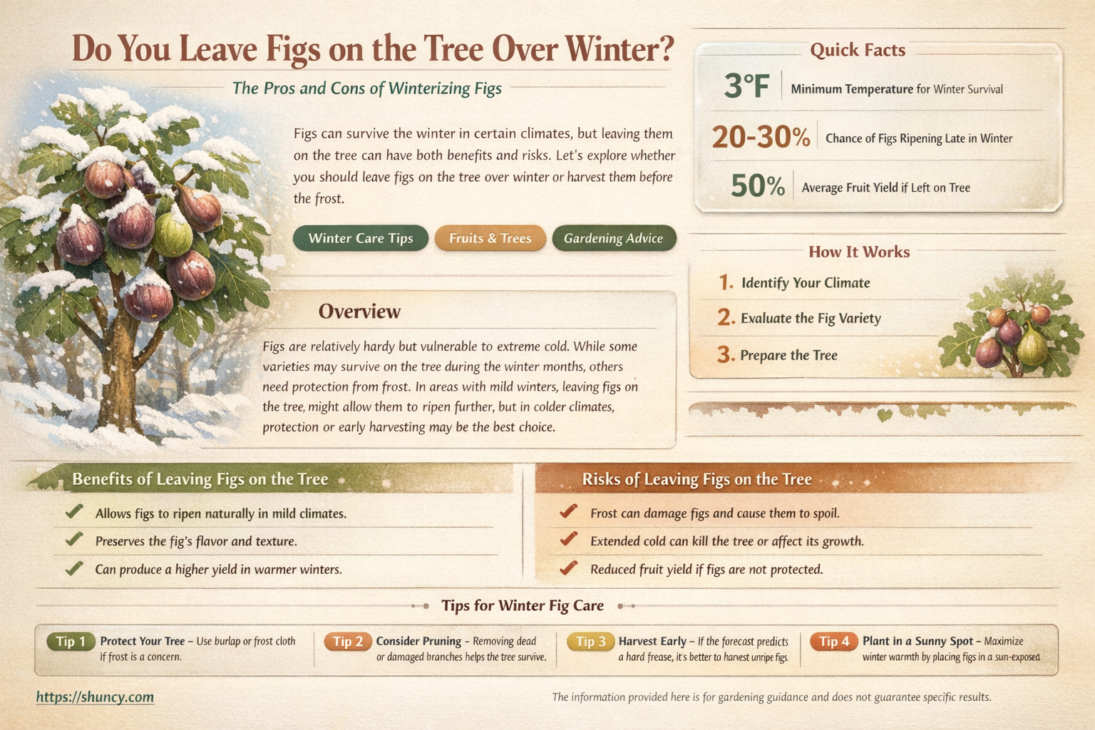 Do You Leave Figs On The Tree Over Winter | ShunCy