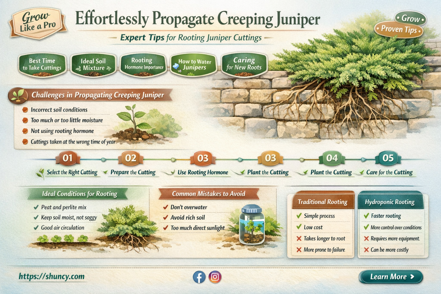 Effortlessly Propagate Creeping Juniper From Cuttings With These Expert ...