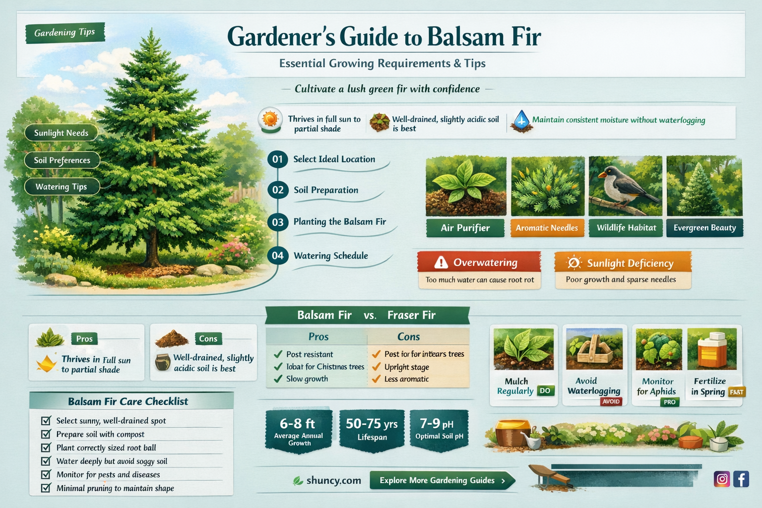 Gardener's Guide To Balsam Fir Growing Requirements | ShunCy