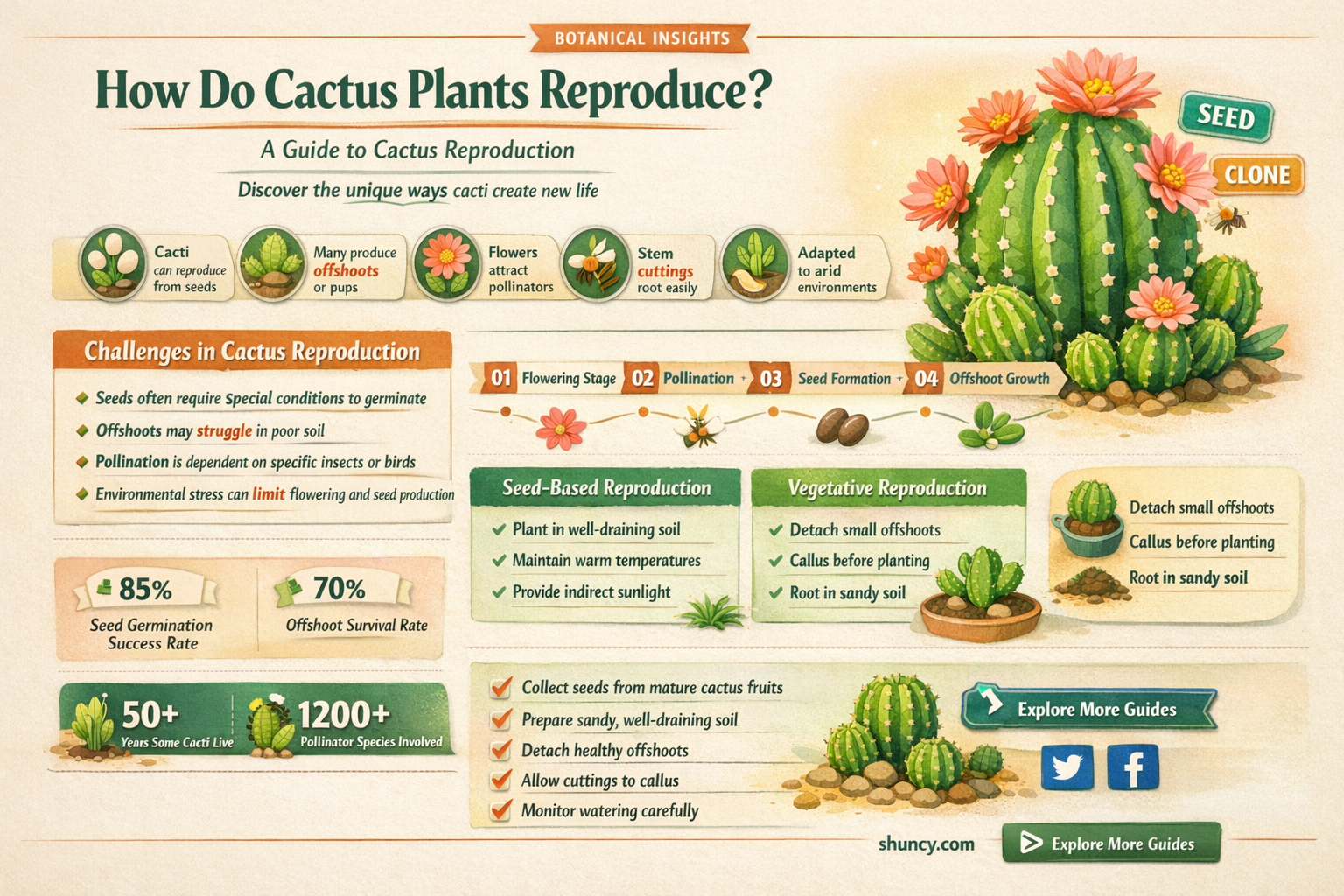 How Do Cactus Plants Reproduce: A Guide To Cactus Reproduction | ShunCy