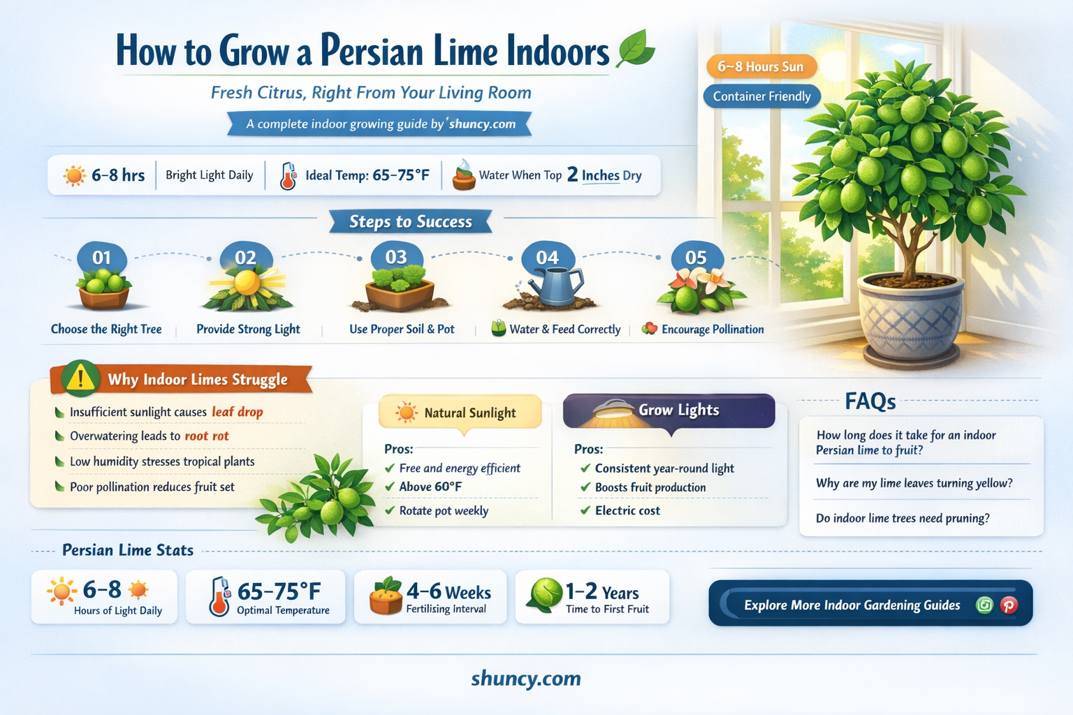 How Do You Grow A Persian Lime Indoors | ShunCy