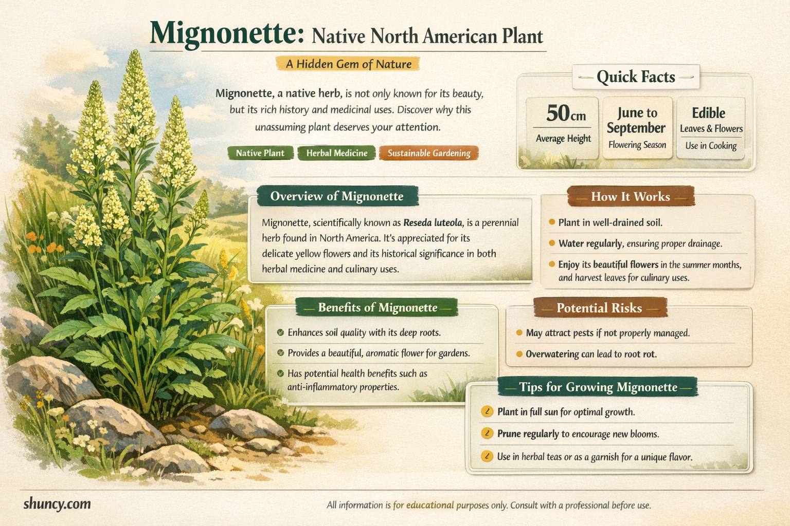 Mignonette: Native North American Plant? | ShunCy