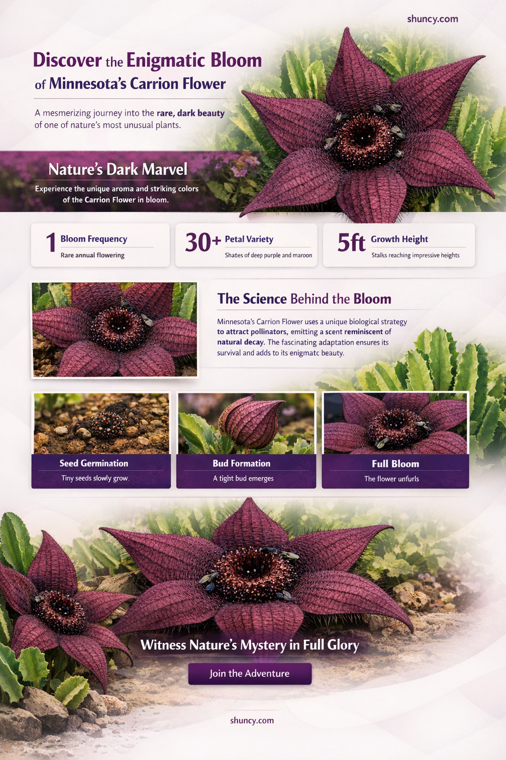 The Blooming Beauty Of Minnesota's Carrion Flower | ShunCy