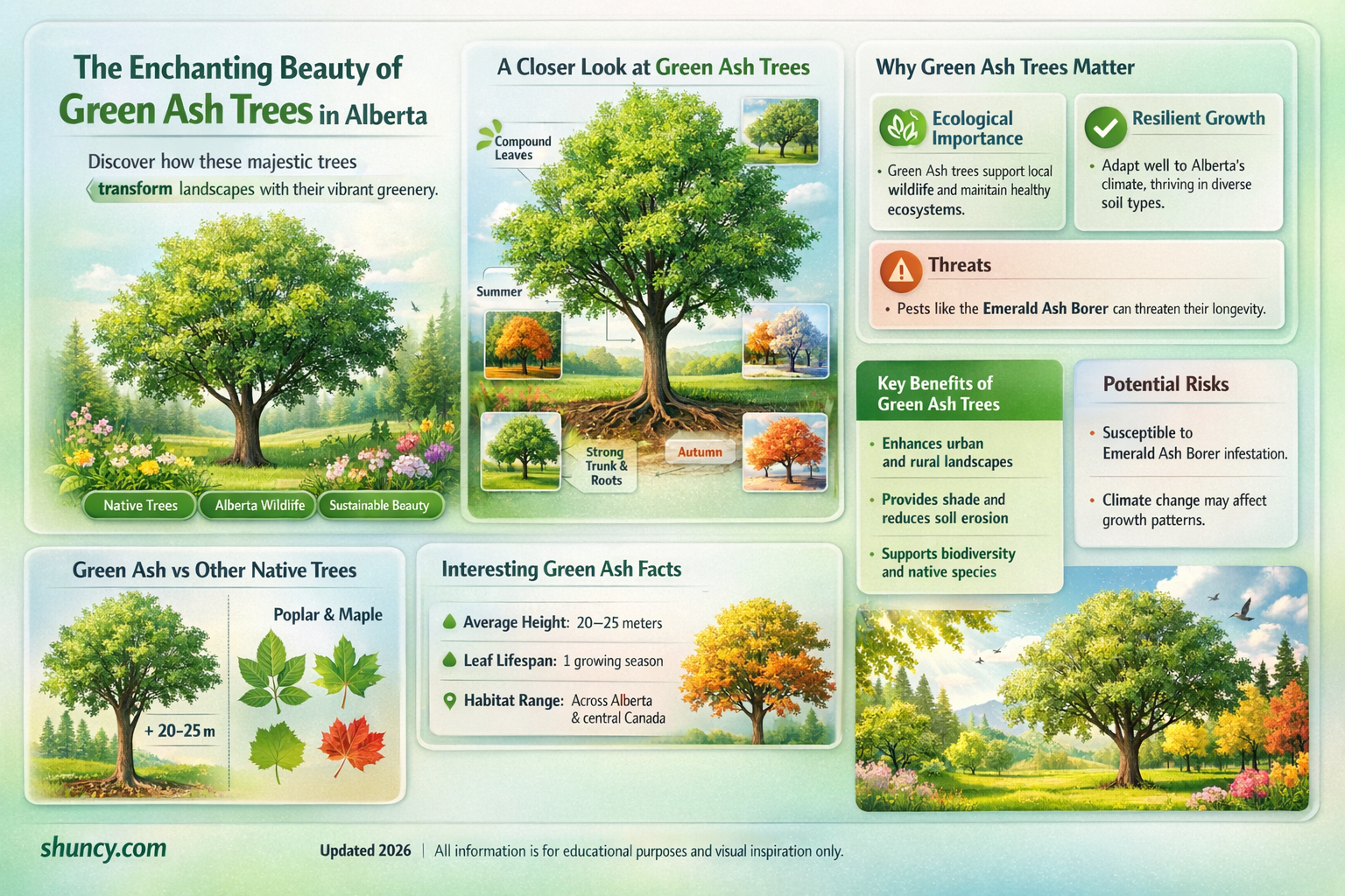 The Enchanting Beauty Of Green Ash Trees In Alberta | ShunCy