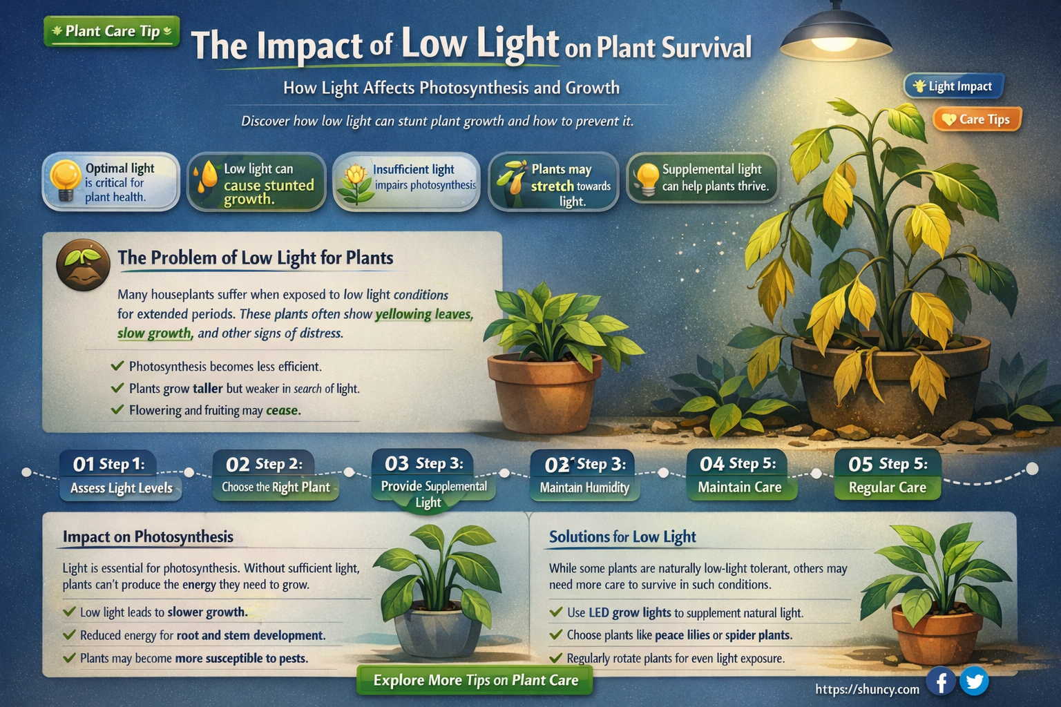 The Impact Of Low Light On Plant Survival | ShunCy