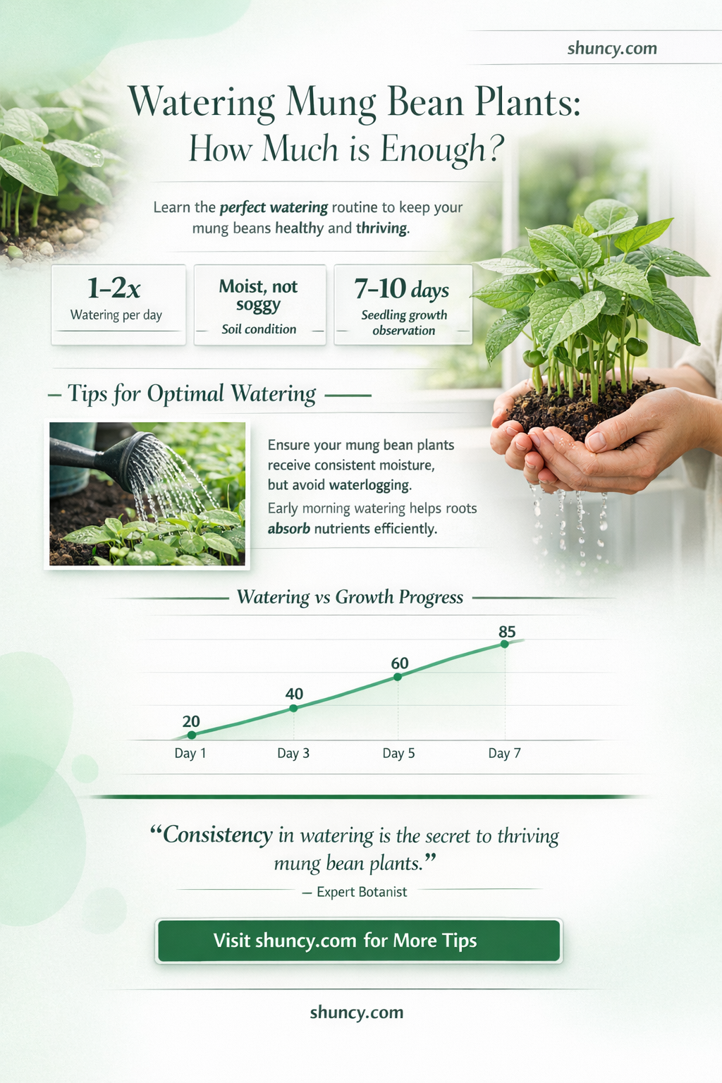 Watering Mung Bean Plants: How Much Is Enough? | ShunCy
