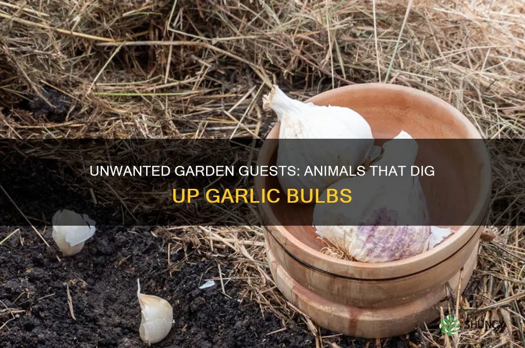 Unwanted Garden Guests: Animals That Dig Up Garlic Bulbs | ShunCy