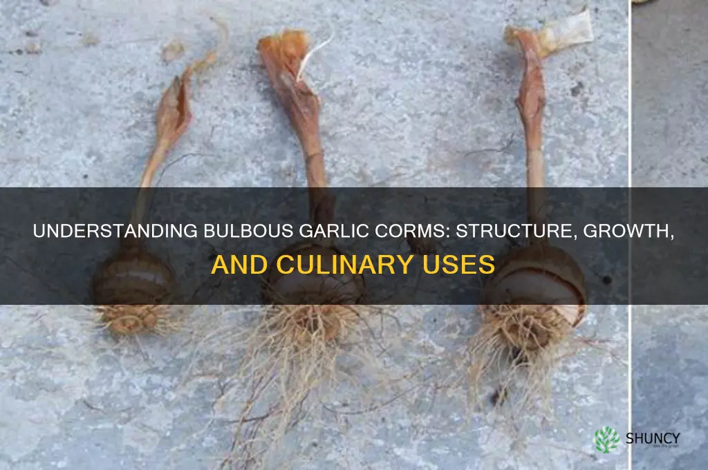 Understanding Bulbous Garlic Corms: Structure, Growth, And Culinary ...