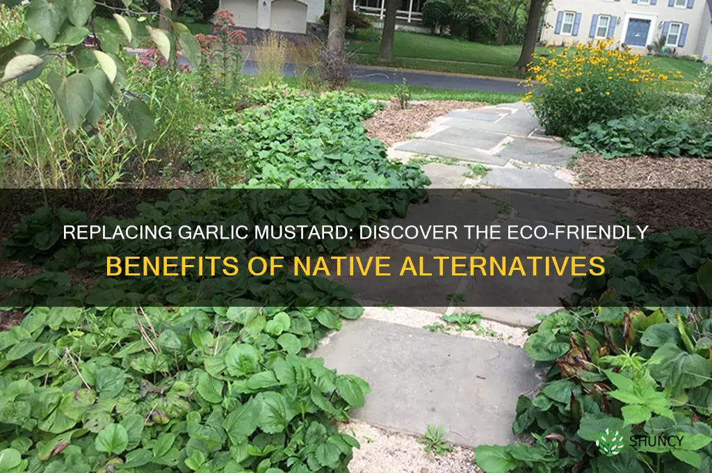 Replacing Garlic Mustard: Discover The Eco-Friendly Benefits Of Native ...