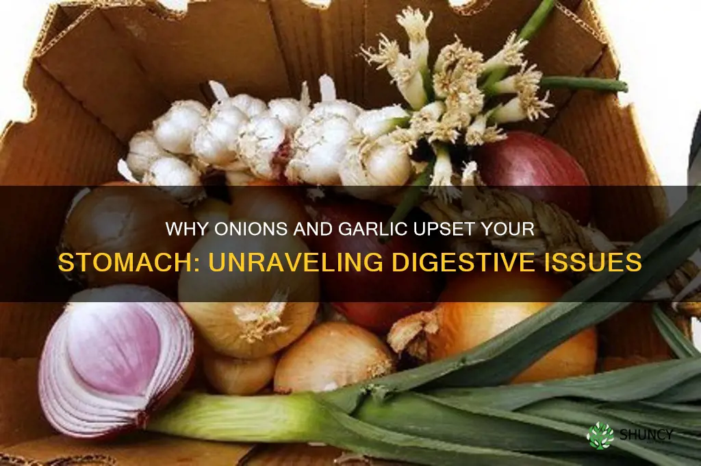 Why Onions And Garlic Upset Your Stomach: Unraveling Digestive Issues ...