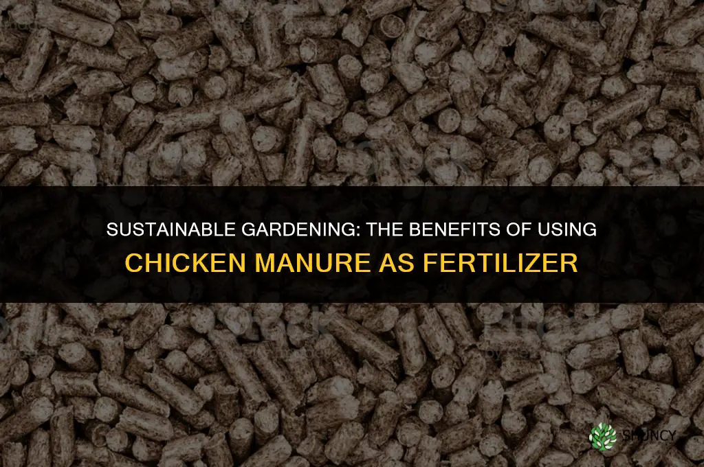 Sustainable Gardening: The Benefits Of Using Chicken Manure As ...