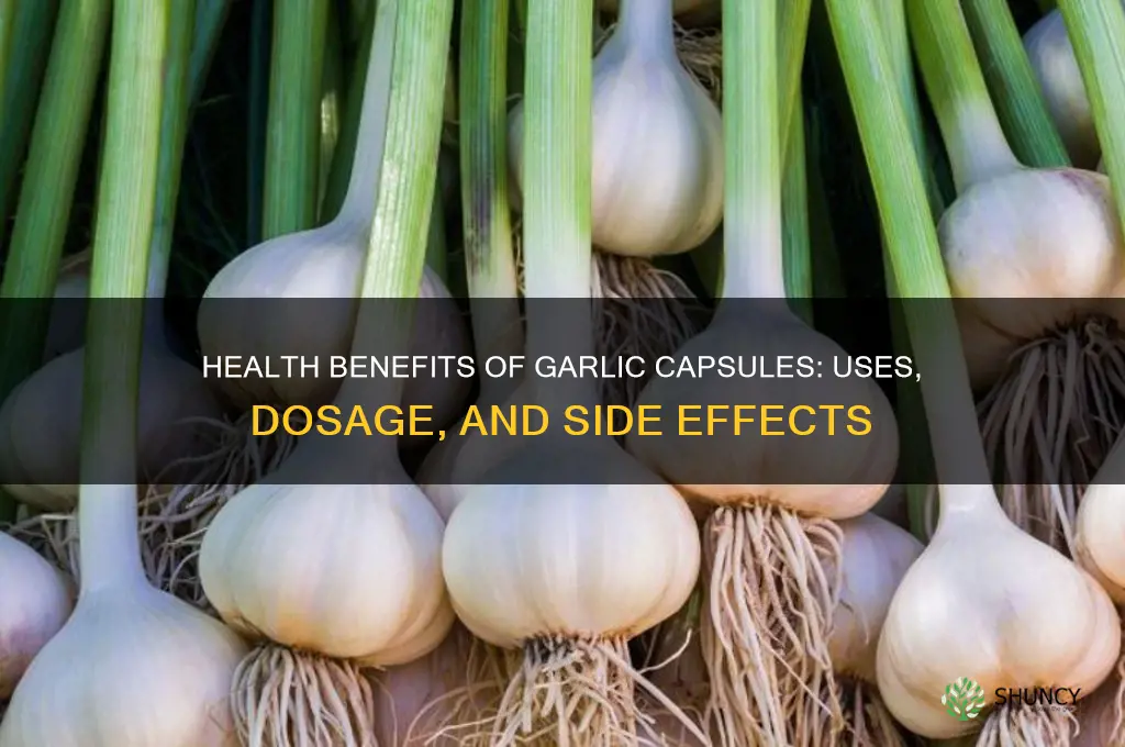 Health Benefits Of Garlic Capsules: Uses, Dosage, And Side Effects | ShunCy