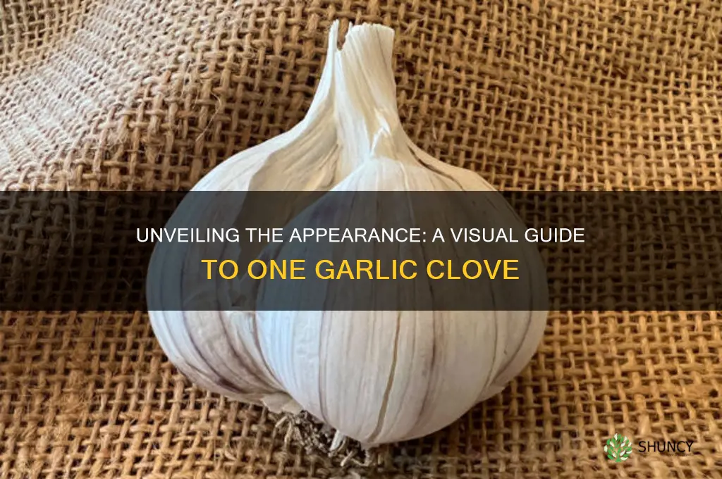 Unveiling The Appearance: A Visual Guide To One Garlic Clove | ShunCy